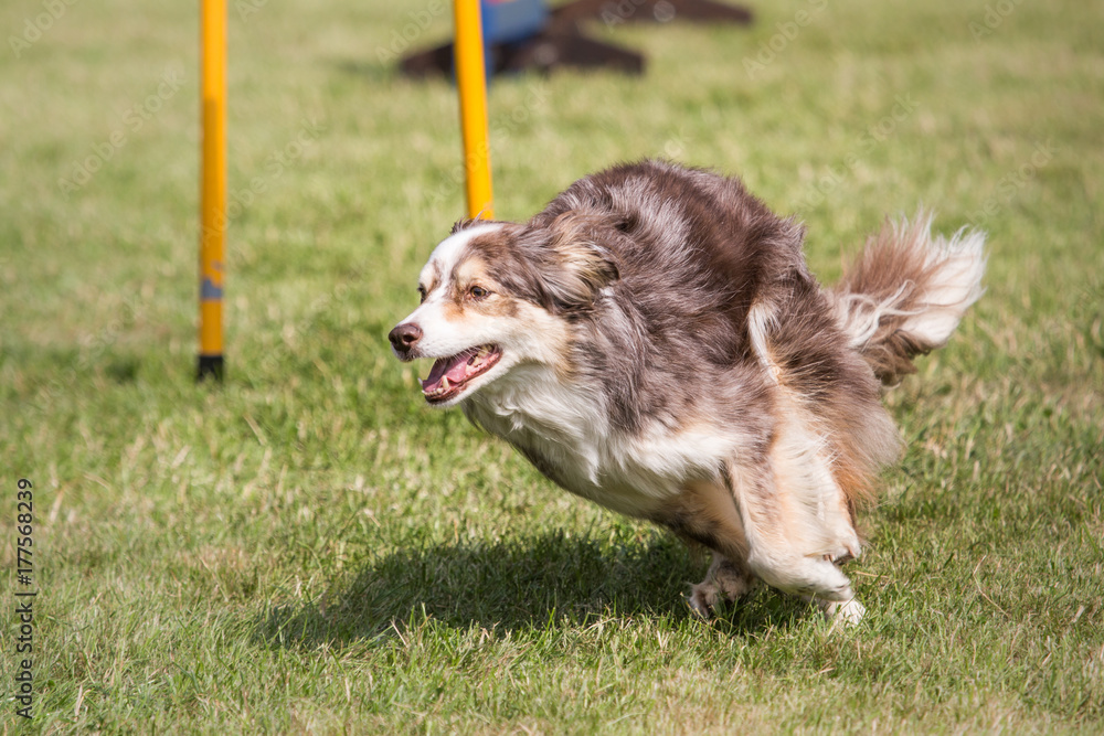 Border collie agility Stock Photo | Adobe Stock