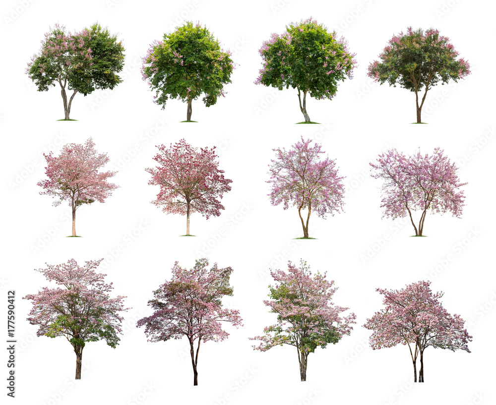 Collection of trees isolated on white background high resolution for ...