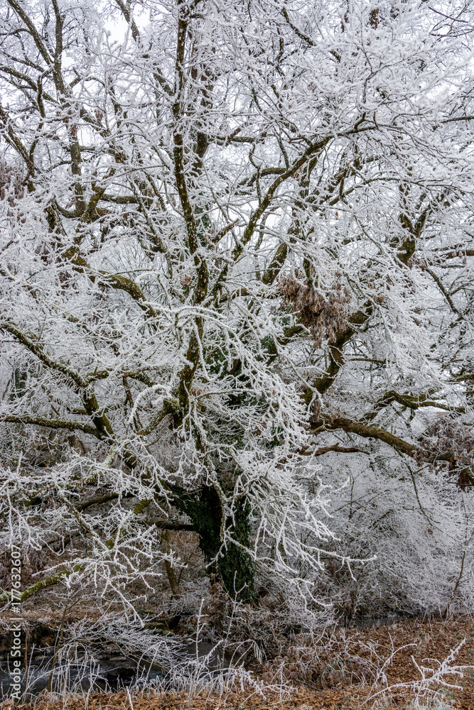 The branches of a majestic tree are covered with frost. This gives it a ...