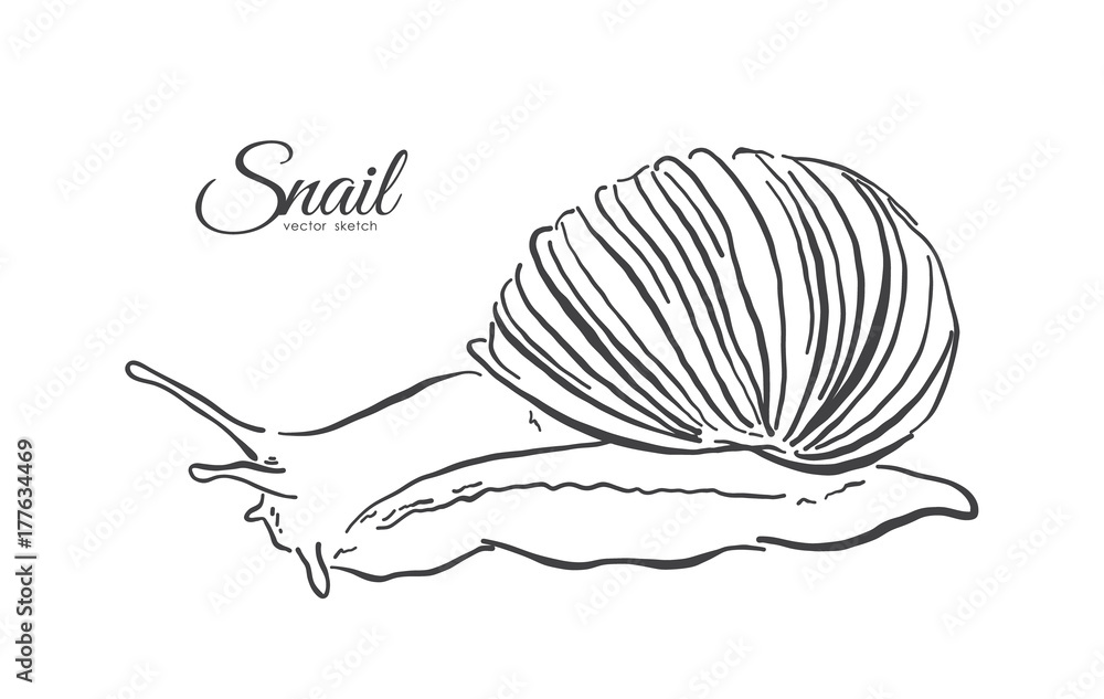 Vector illustration: Hand drawn sketch of Snail Stock Vector | Adobe Stock