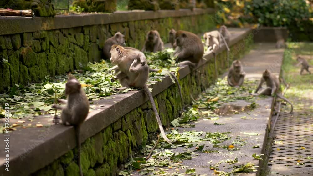 Monkey animals in Ubud monkey forest in Ubud, Bali, Indonesia Stock ...