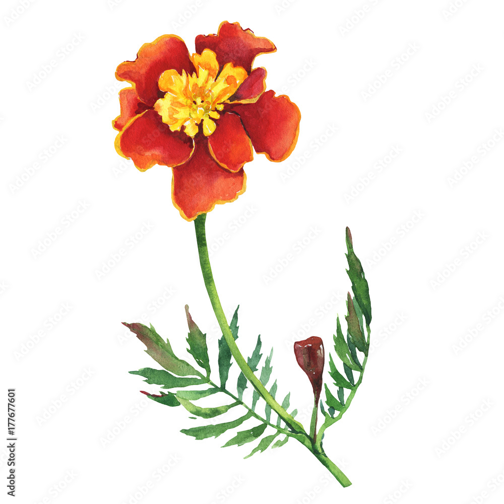 French Marigold Drawing