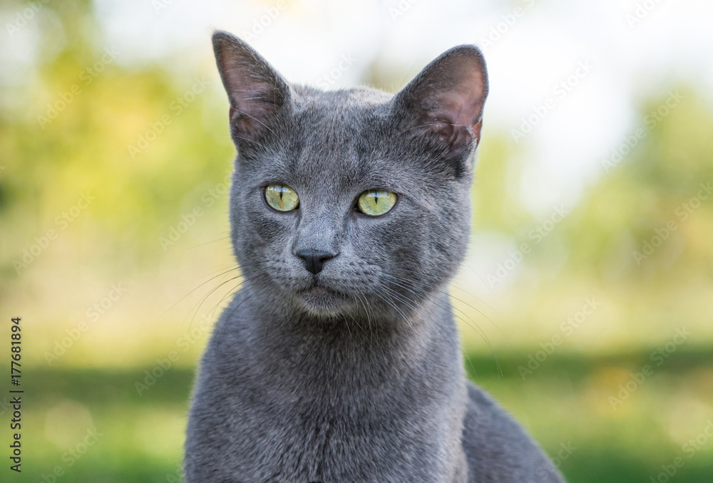 Russian Blue Cat With Green Eyes Outside