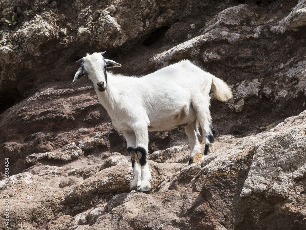 Typical Canary Island Fuerteventura goat for cheese production. Stock ...
