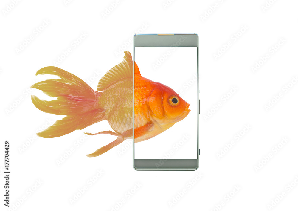 Monitor display screen technology of mobile phone, Goldfish swim into ...