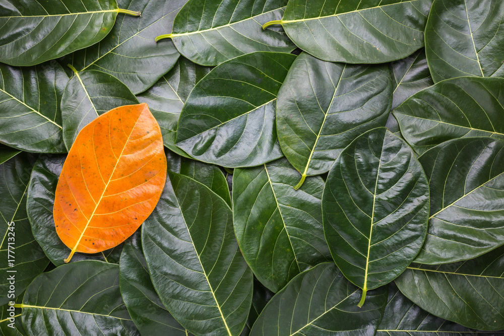 Photo & Art Print Pile of tree leave, SKT Studio
