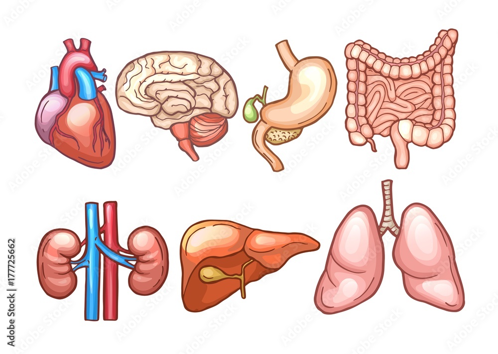 Human organs in cartoon style. Biology illustrations Stock Vector ...