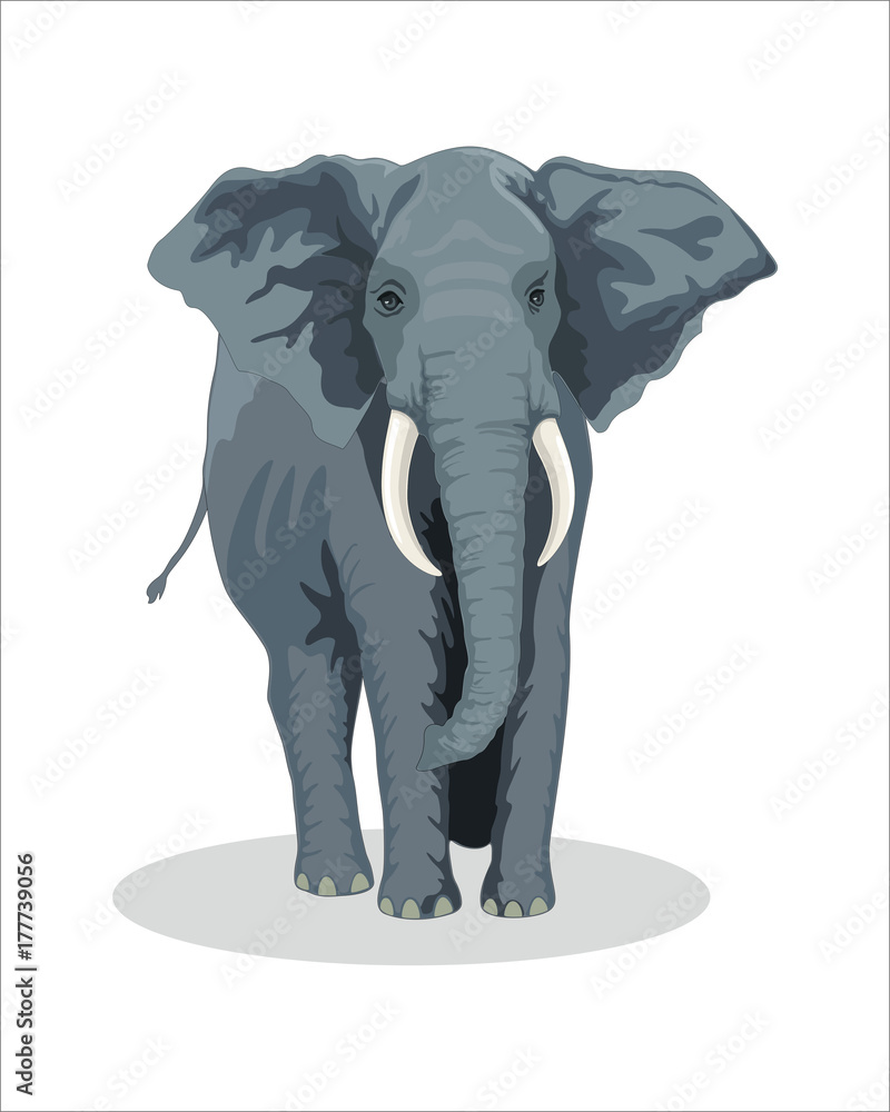 Big and adult Elephant-vector drawing-isolated white background Stock ...