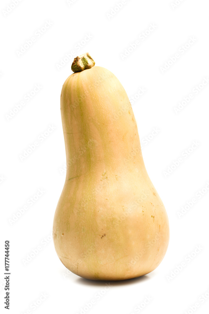 Calabaza zapallo sobre un fondo blanco liso y aislado. Vista de frente ...