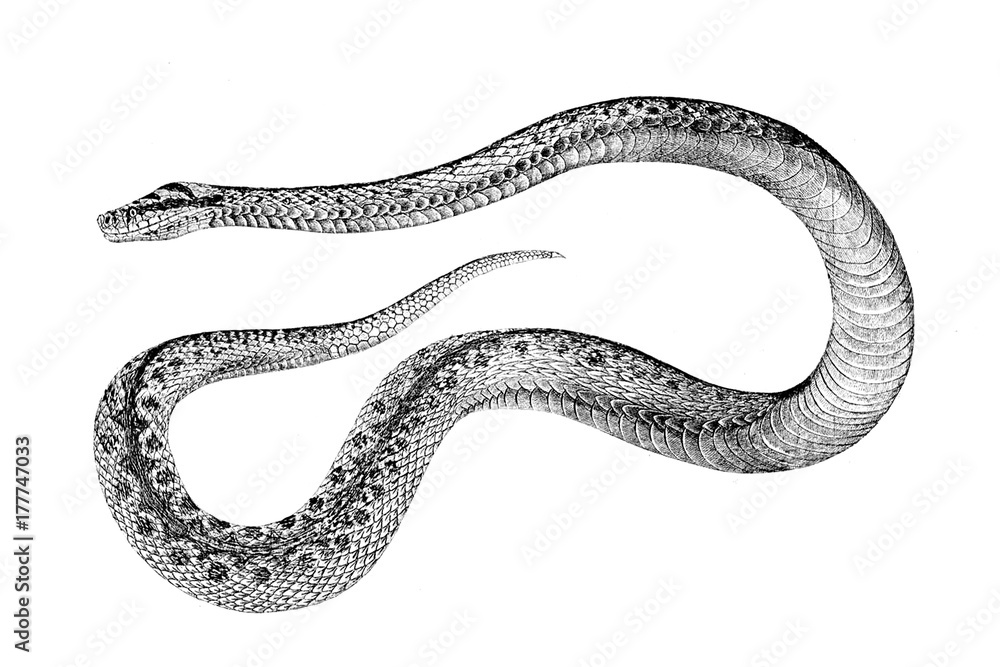 Engraving of a snake on a white background. Stock Illustration | Adobe ...