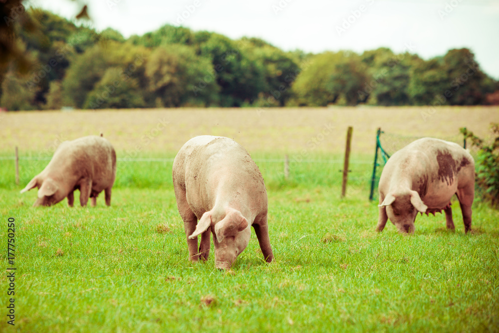 Pig farm. pigs in field. Healthy pig on meadow Stock Photo | Adobe Stock