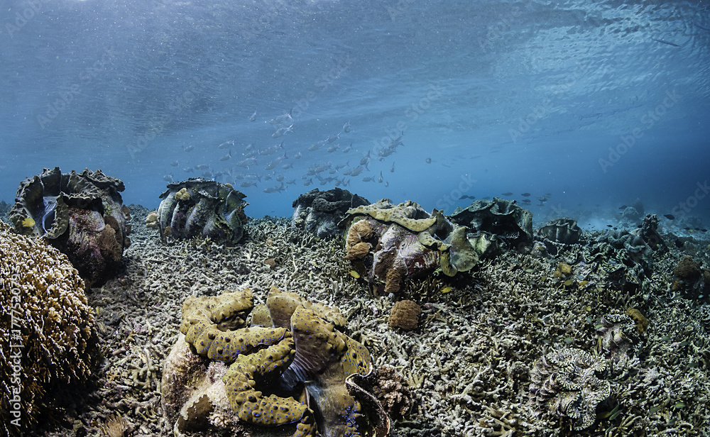 Giant clams on the ocean floor, Raja Ampat, Indonesia. Stock Photo ...