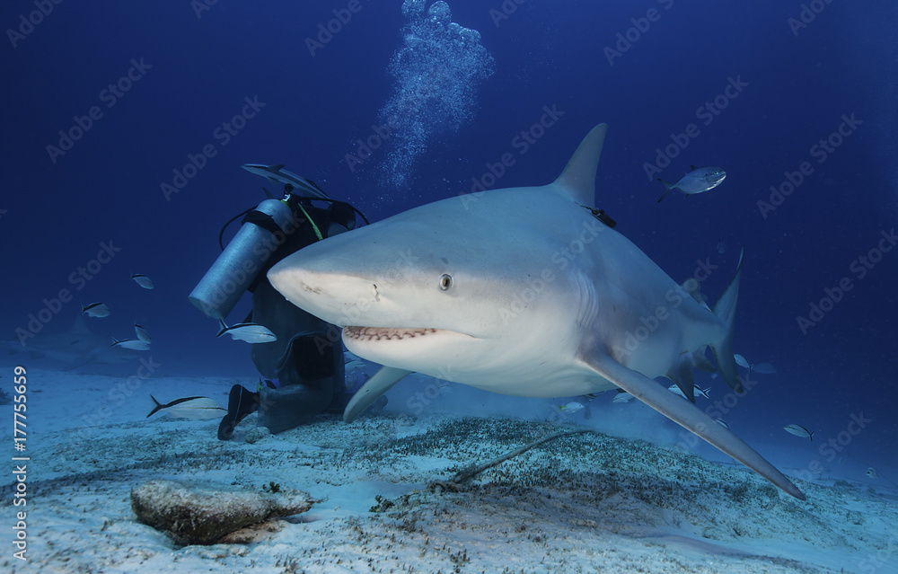 Foto de Bull and diver during a bull shark feed dive on the ocean floor ...