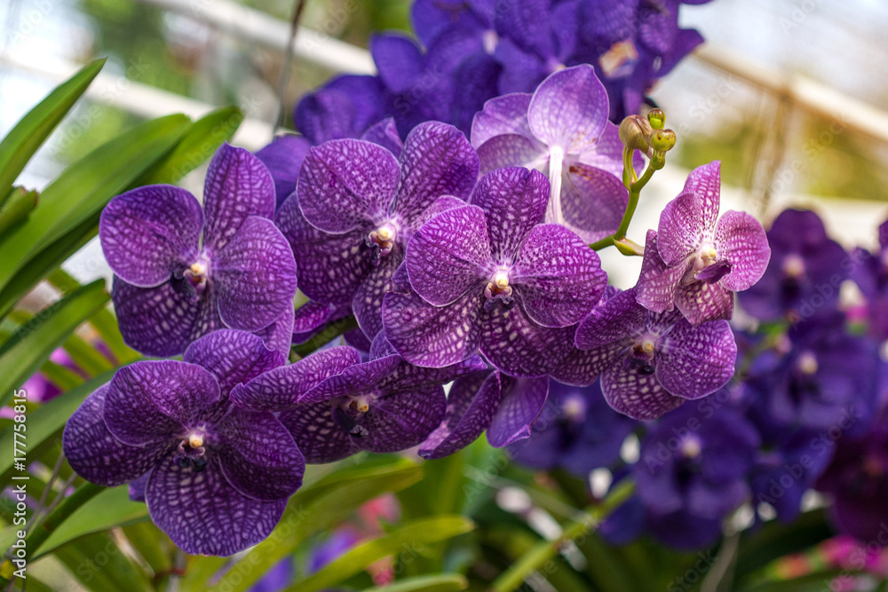 Purple Orchid Types