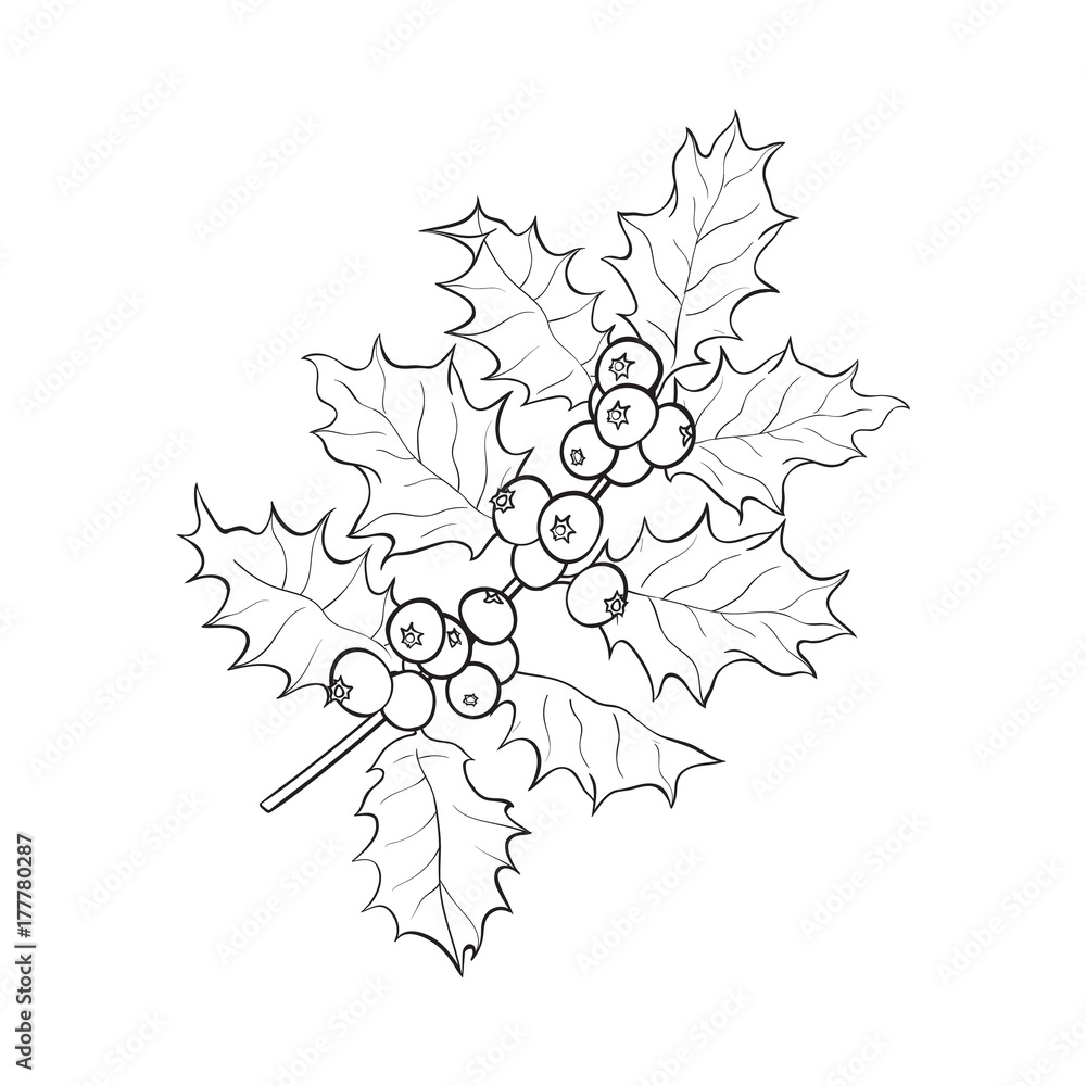 Mistletoe Vector Black And White