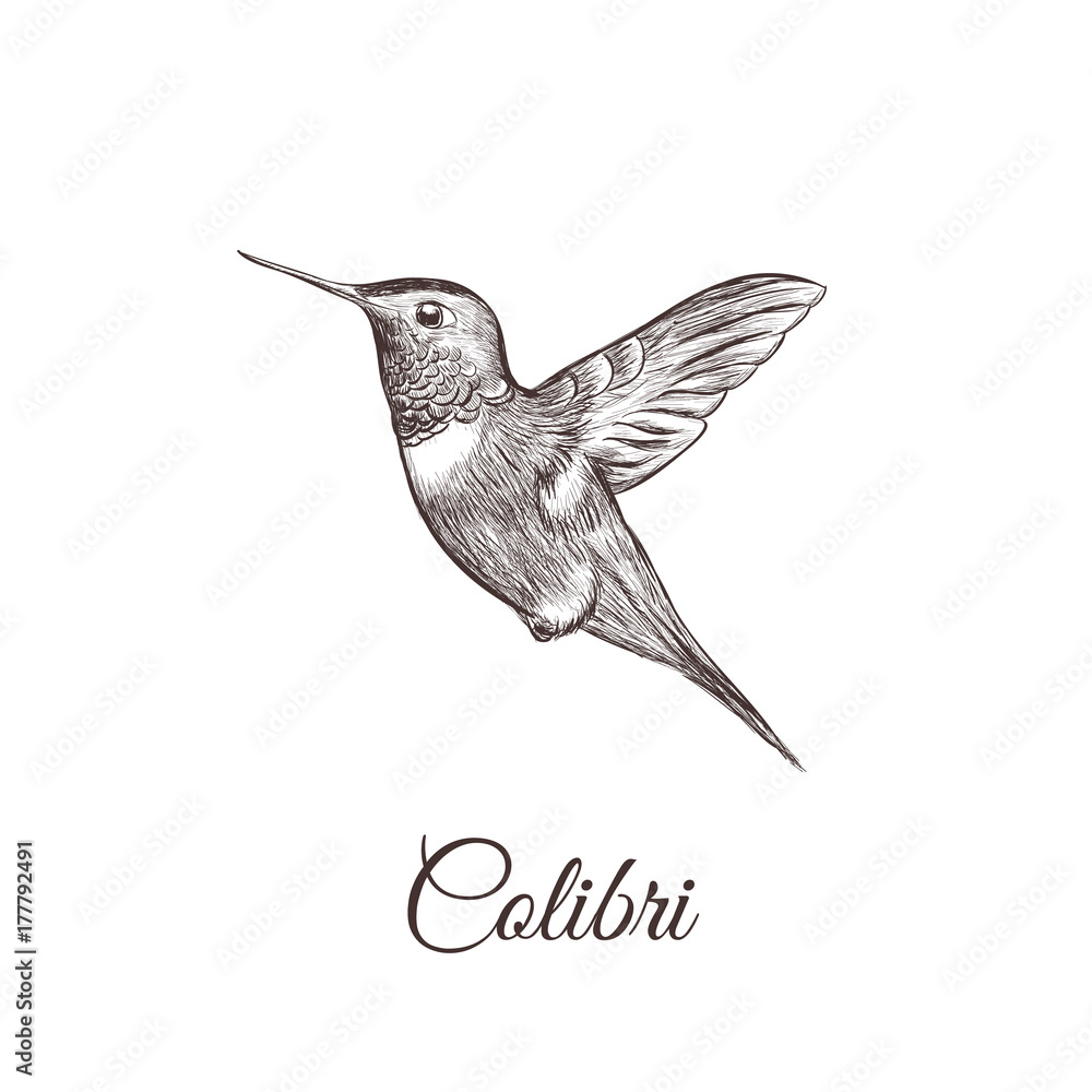 Hummingbird sketch hand drawing. colibri vector illustration of a bird ...