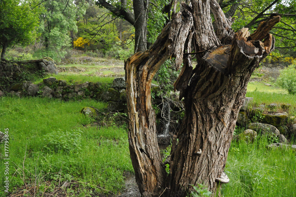 Tronco de un árbol partido por la mitad Stock Photo | Adobe Stock
