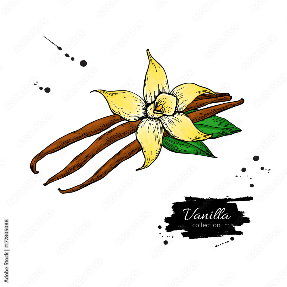 Vanilla flower and bean stick vector drawing. Hand drawn sketch food ...