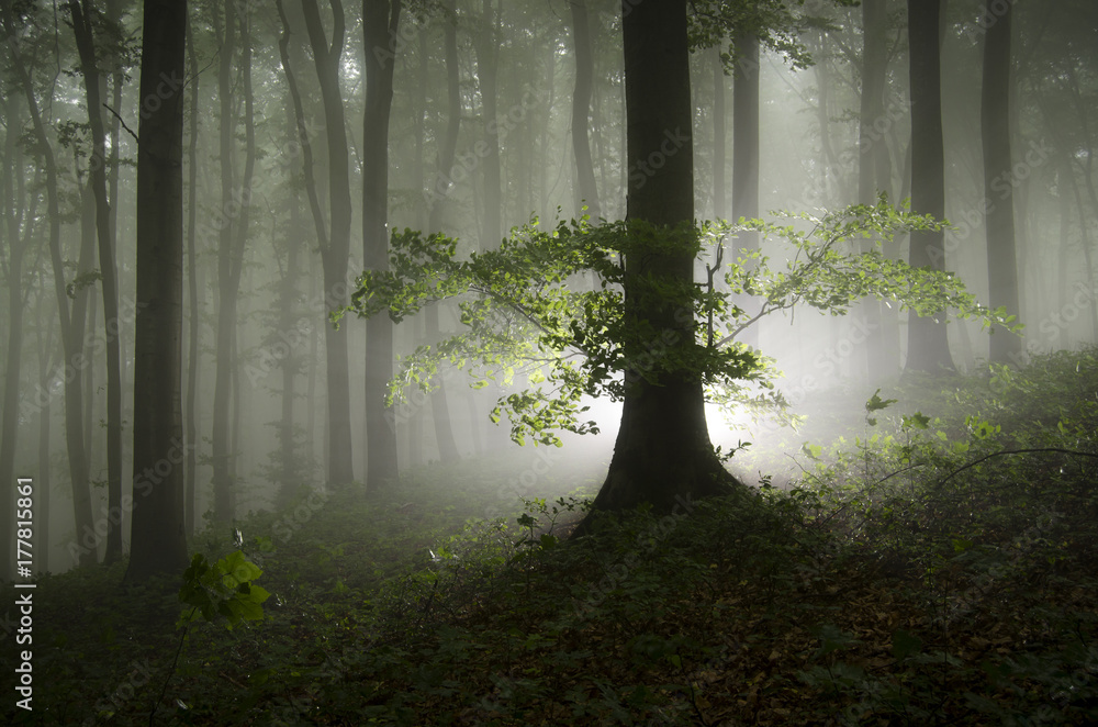Light coming from a strange tree in a dark enchanted forest with fog ...