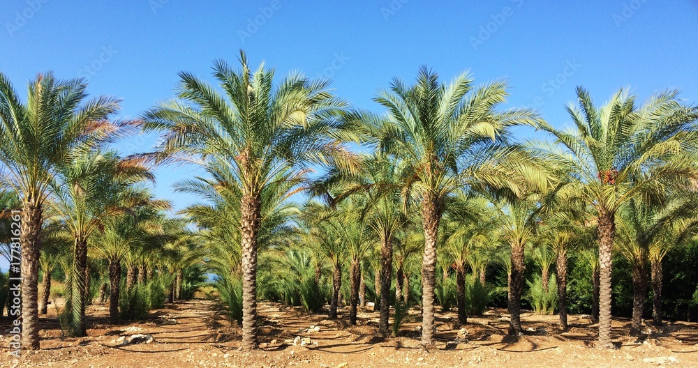 Palmeraie Stock Photo | Adobe Stock