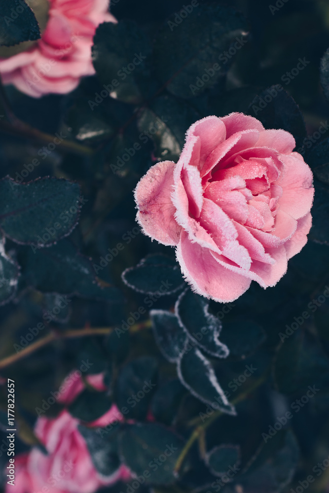 Frozen pink winter roses in the garden, romantic and delicate foto de ...