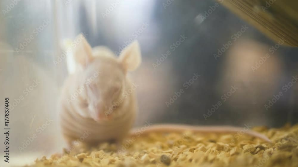 The mouse washes in the aquarium. Mouse in the laboratory in medical ...