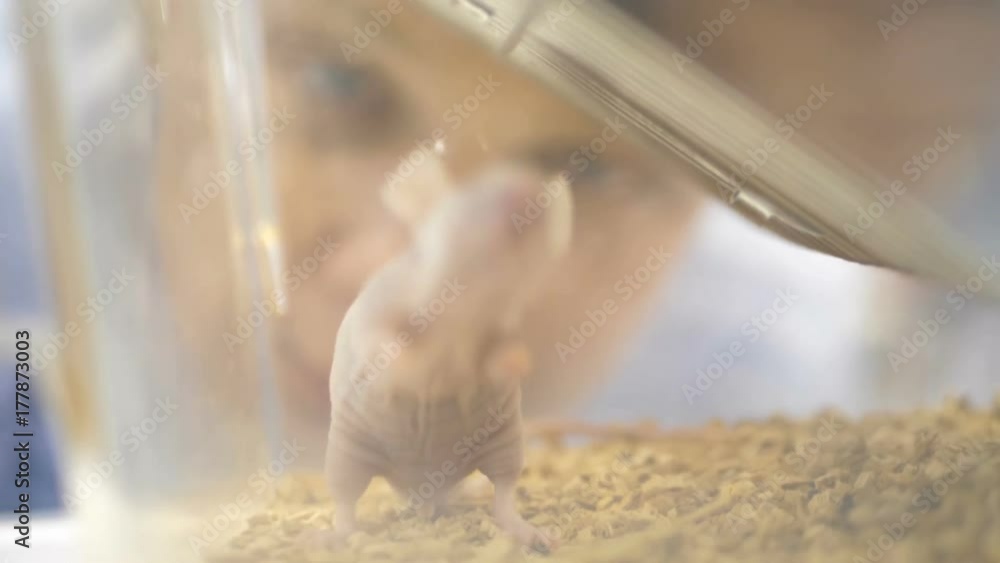 Medical Research Scientist Examines Laboratory Mice and Looks on Tissue ...