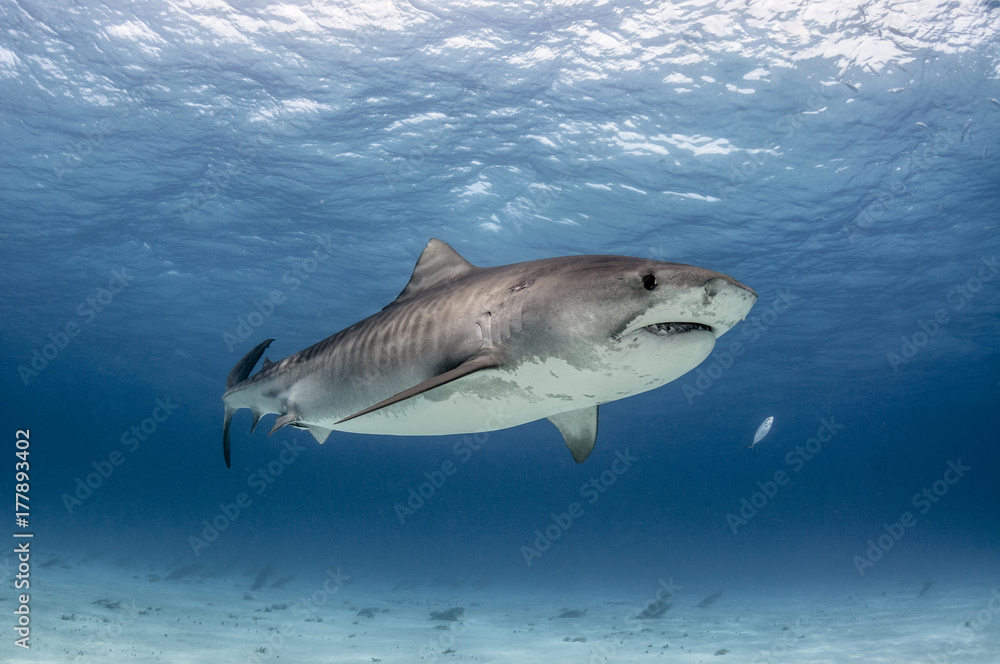 Tiger Shark Swimming Stock Photo | Adobe Stock