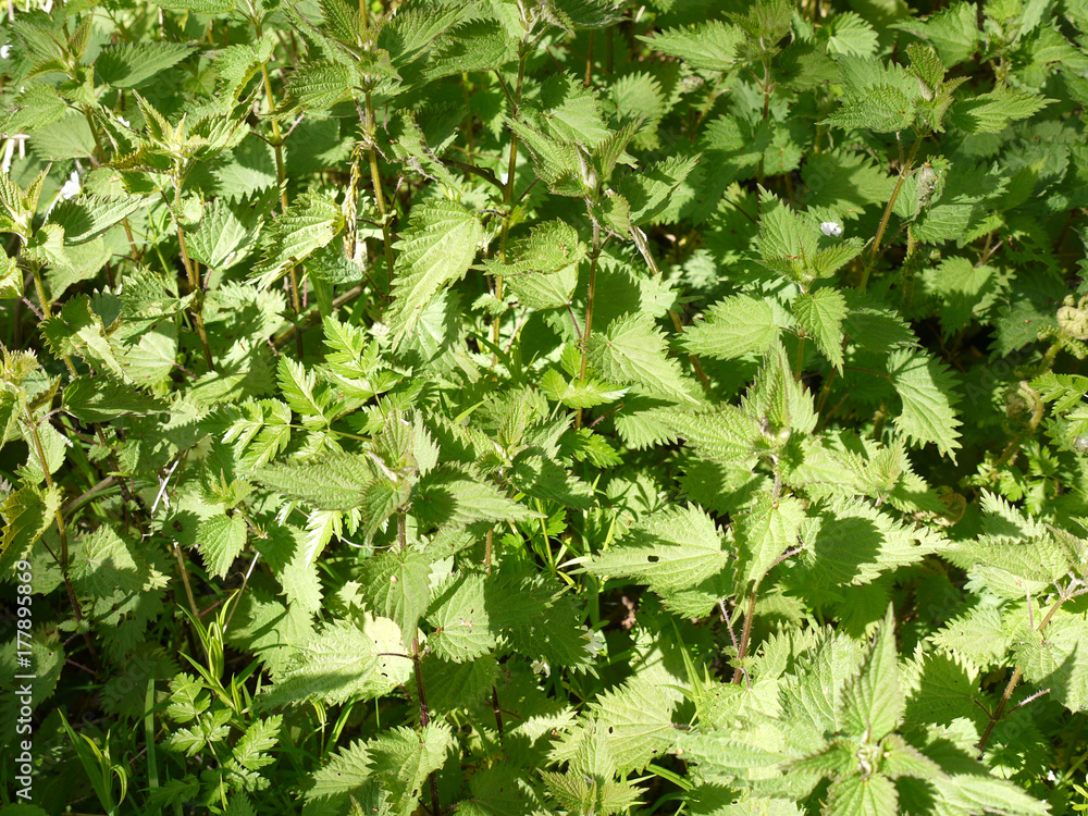 Champs d'Orties Stock Photo | Adobe Stock