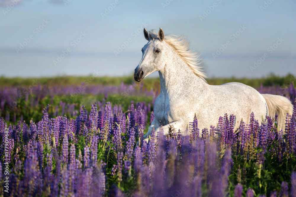 Horses Running In A Meadow