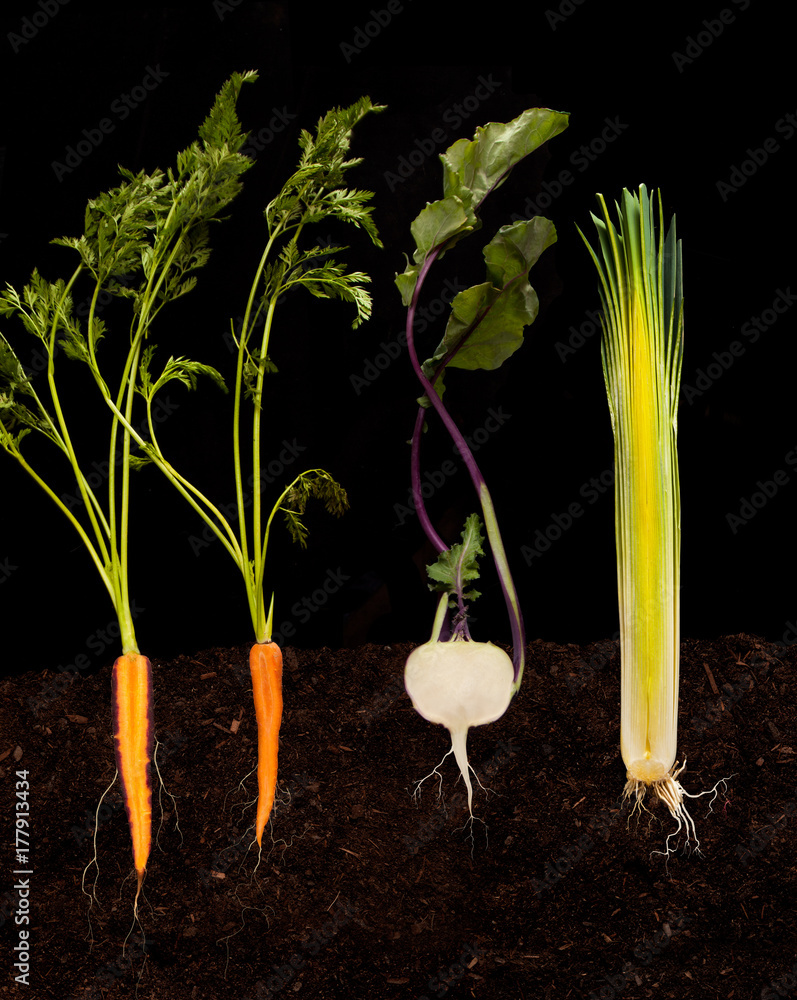 Root Vegetables Cross Section Stock Photo | Adobe Stock