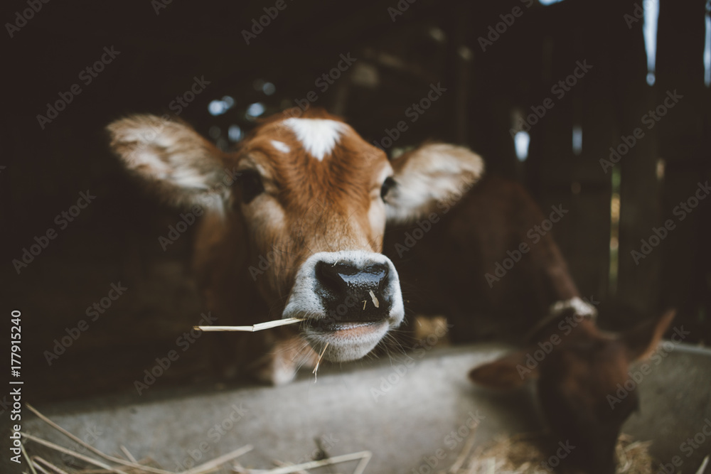 Baby cattle/cow feeding inside a farm. Stock Photo | Adobe Stock
