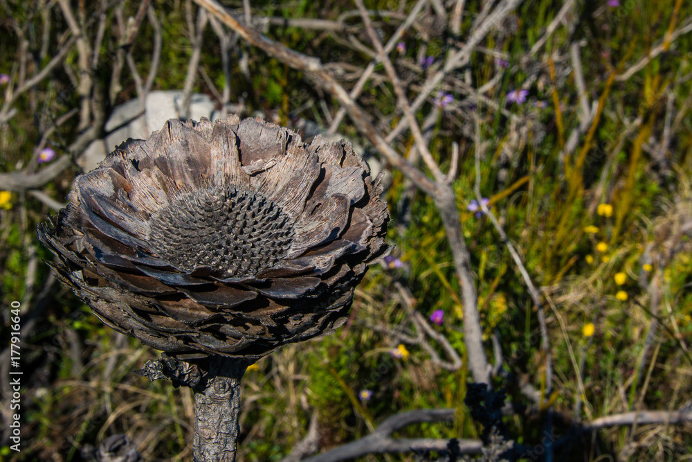 A burnt flower remains after the bush fire on a mountain in South ...