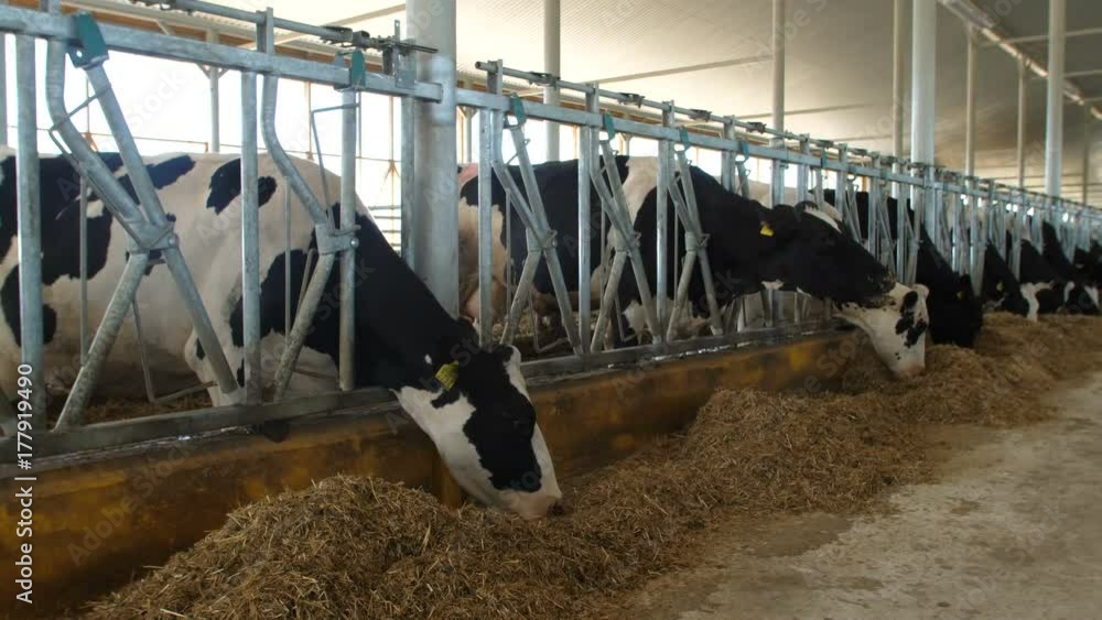 Cows feeding process on modern farm. Close up cow feeding on milk farm ...