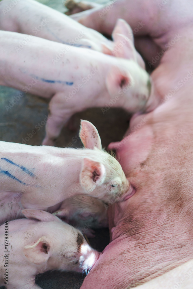 Small piglet drinking milk from breast of his mother in the farm Stock ...