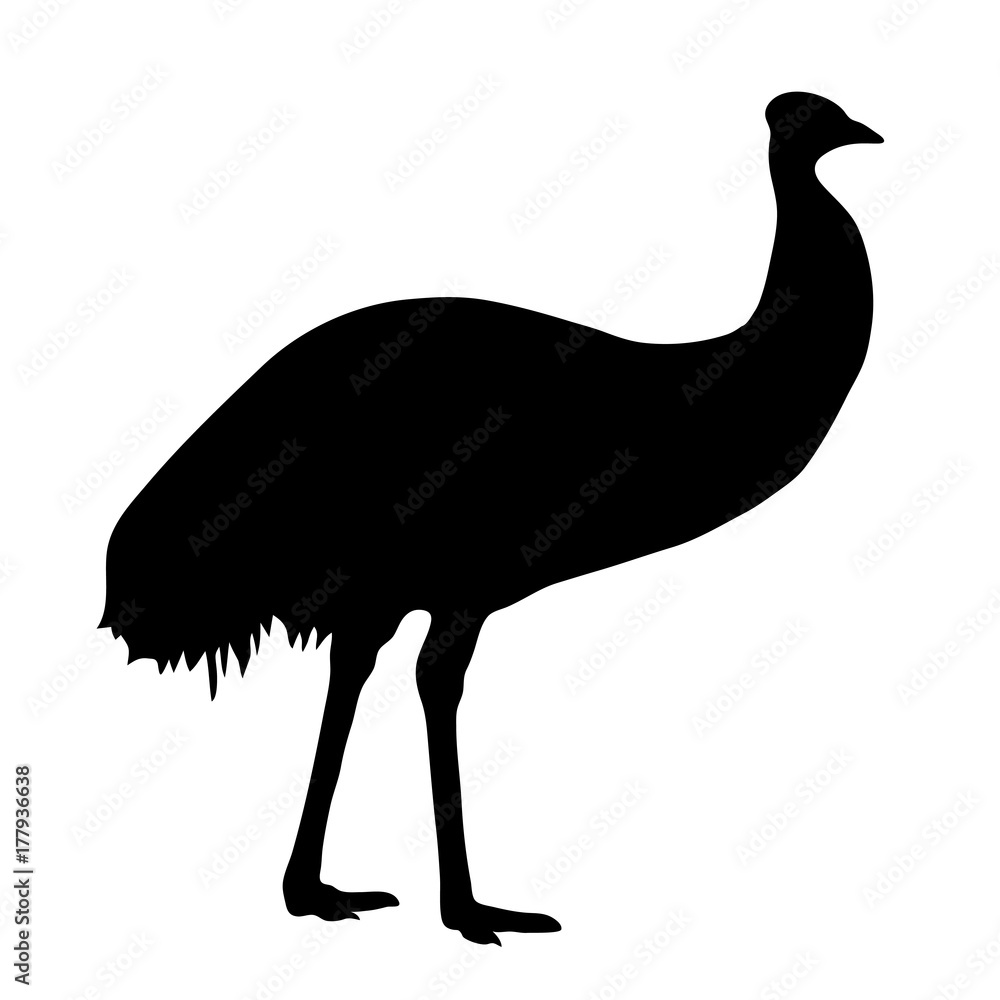 black silhouette of ostrich emu on white background of vector ...