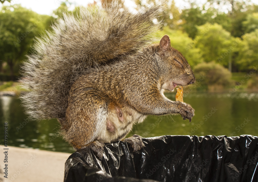 Moderate Climate Animals