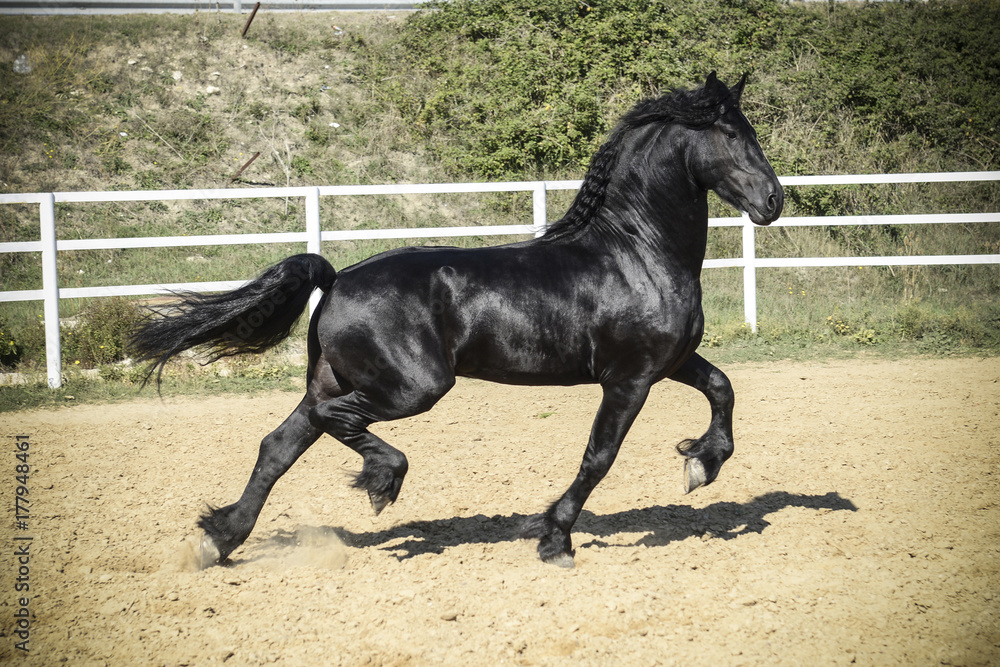 puledro frisone Stock 写真 | Adobe Stock