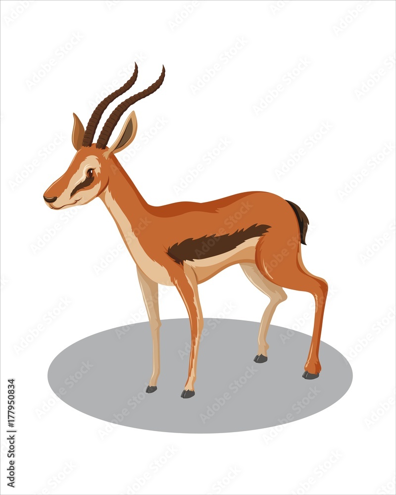 Realistic Gazelle-vector drawing-isolated white background Stock Vector ...