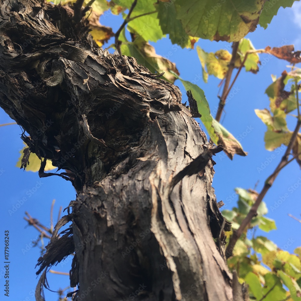 Cep de vigne Stock-Foto | Adobe Stock