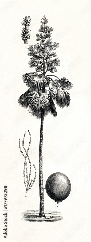 Talipot palm (Corypha umbraculifera) (from Meyers Lexikon, 1896, 13/442 ...