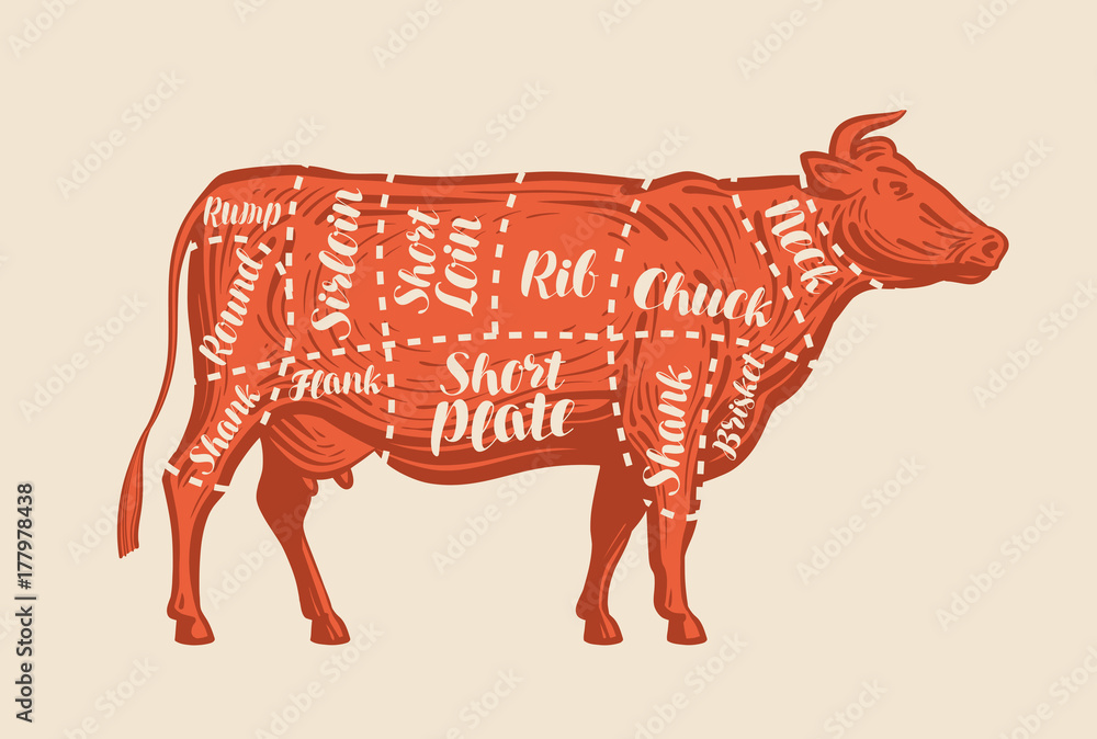 Meat cut charts. Cow, butcher shop, beef. Vector illustration Stock ...