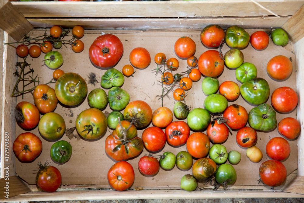 Harvest of tasty, historic tomato varieties rare species vegetables ...