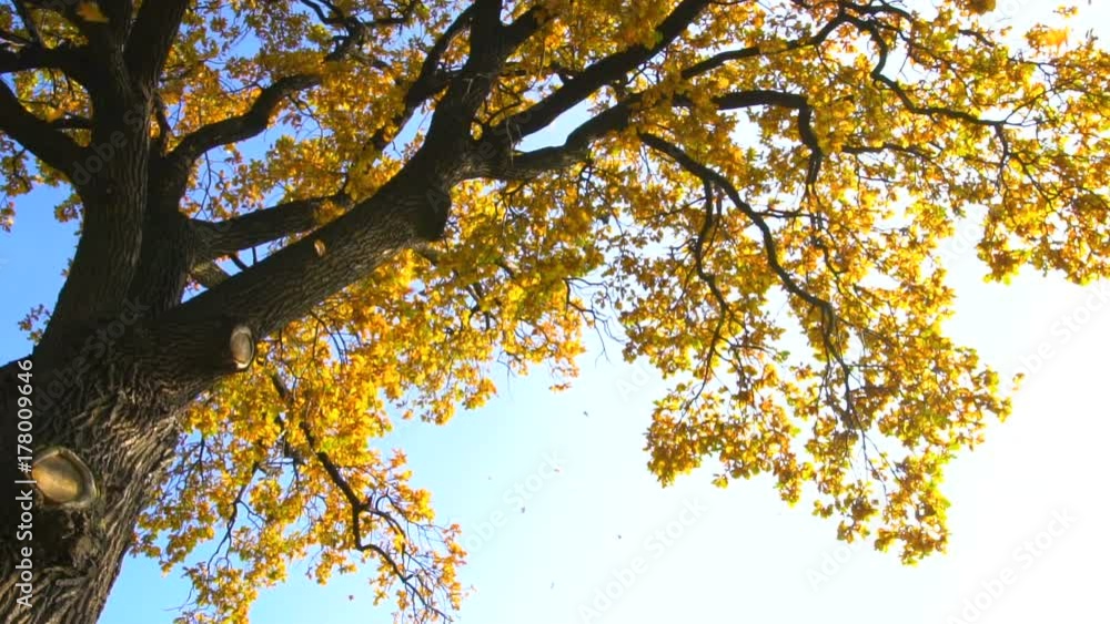 Leaves falling down from the huge oak tree in slow motion. Stock ビデオ ...