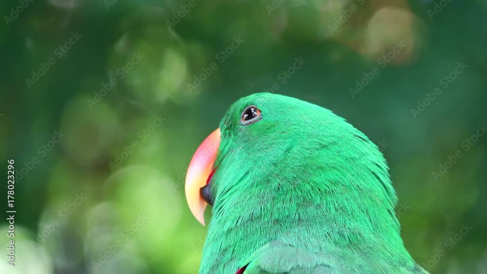 Beautiful bird. The eclectus parrot (Eclectus roratus). The male having ...