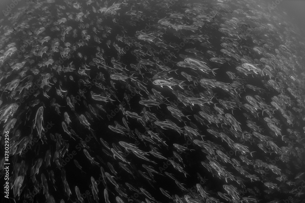 Jack Crevalle, Jacks, trevally schooling in open blue water many ...