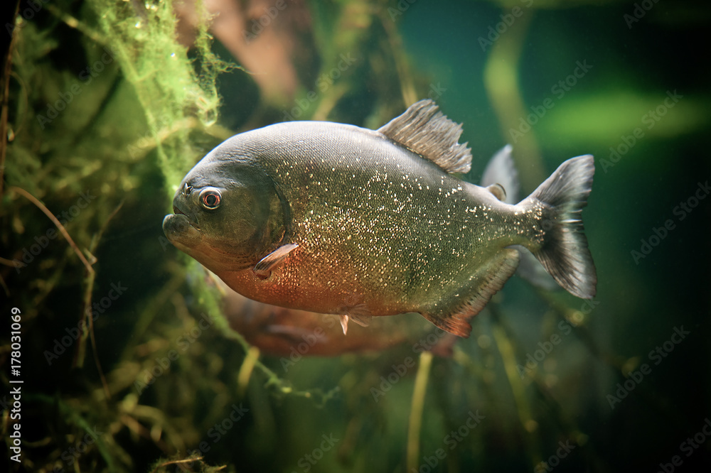 Pirahna fish Stock Photo | Adobe Stock