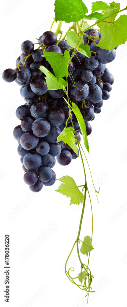 grappe de raisin rouge et pampre de vigne, fond blanc Stock-Foto ...