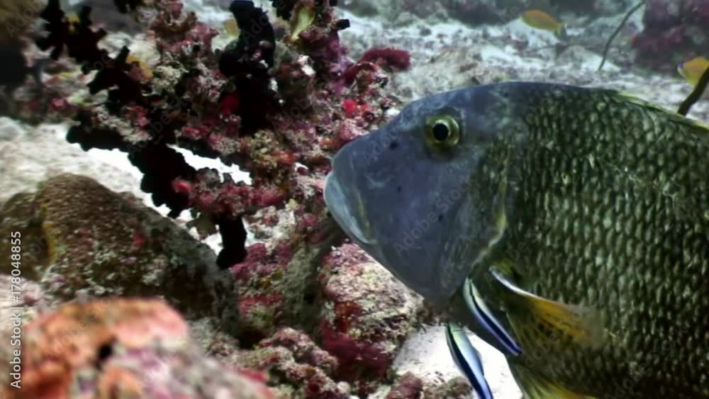 Parrot fish underwater eats coral on seabed in Maldives. Unique macro ...