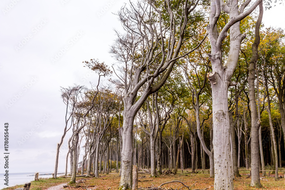 Buchenwald Stock-Foto | Adobe Stock